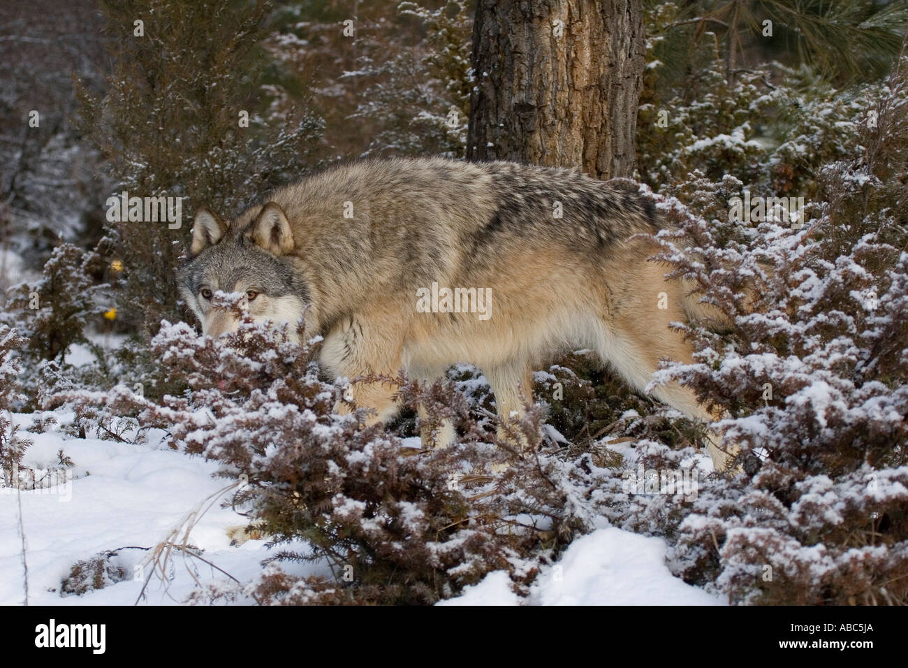 Wolf hides behind a bush Stock Photo - Alamy