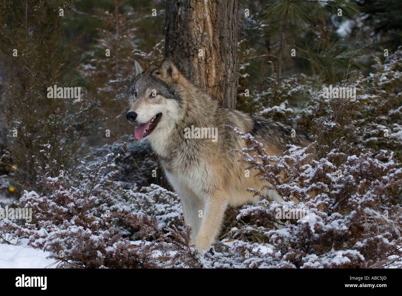 Wolf in winter scenery Stock Photo - Alamy