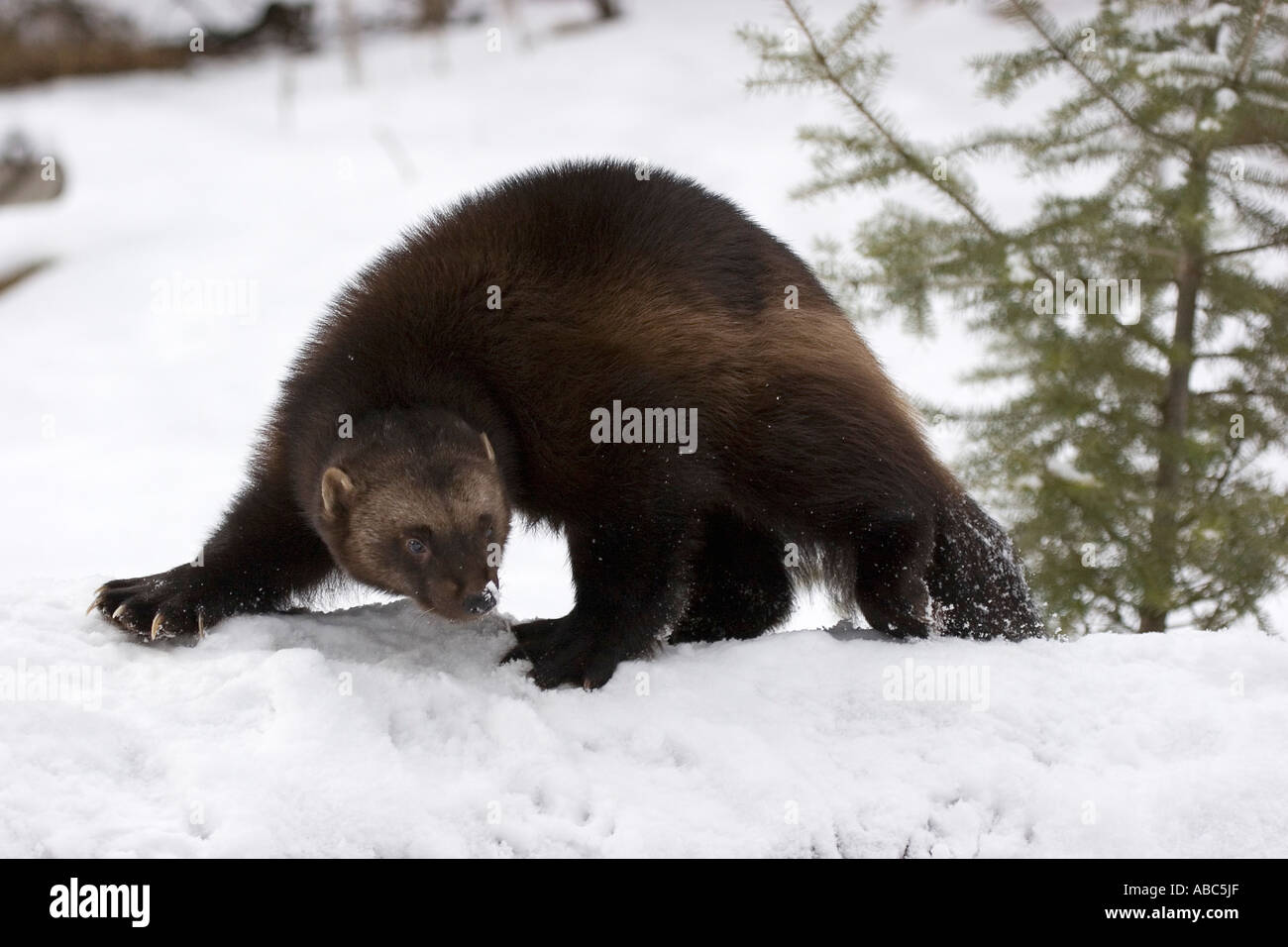 Wolverine usa hi-res stock photography and images - Alamy