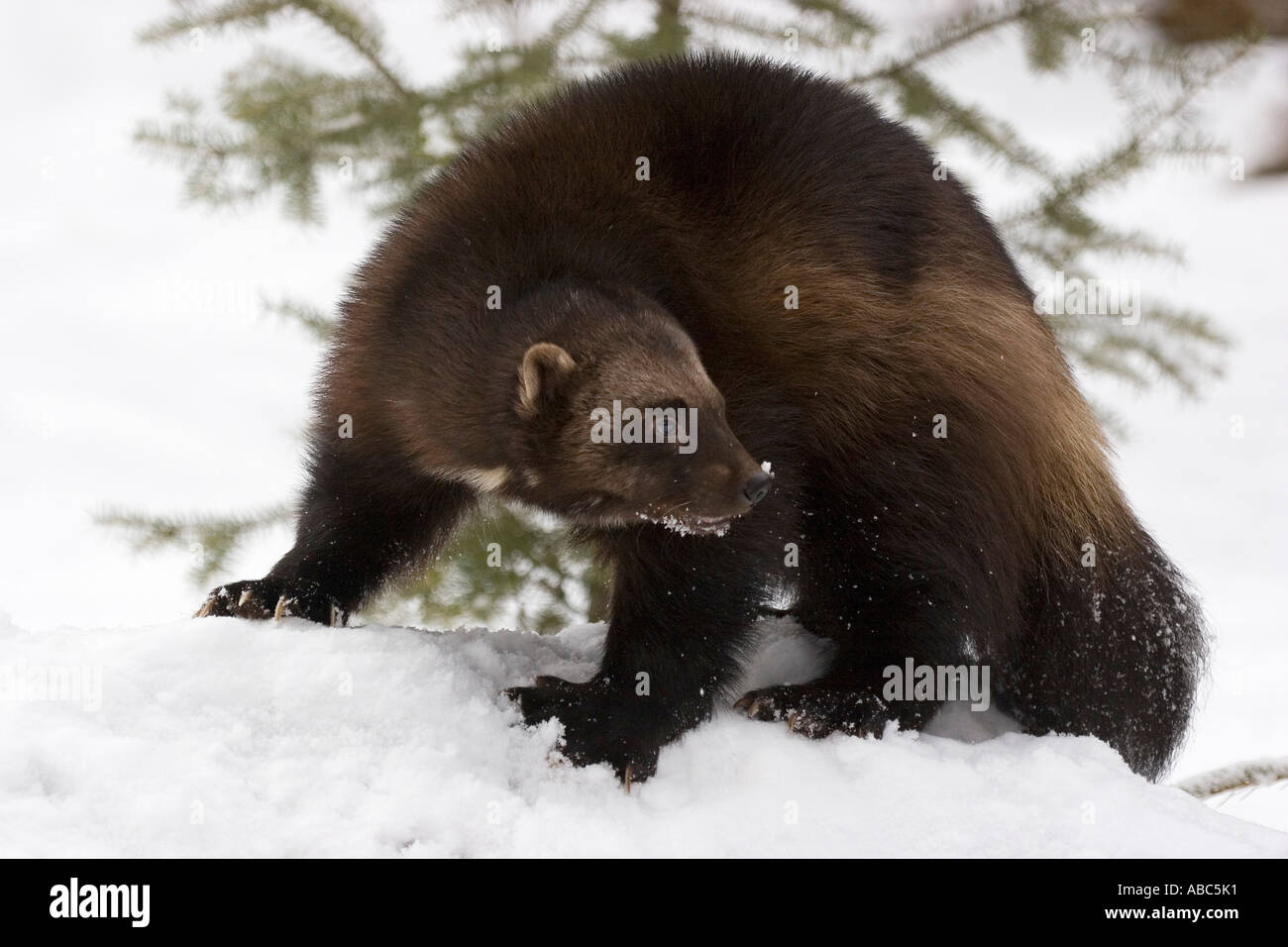 Watching wolverine hi-res stock photography and images - Alamy
