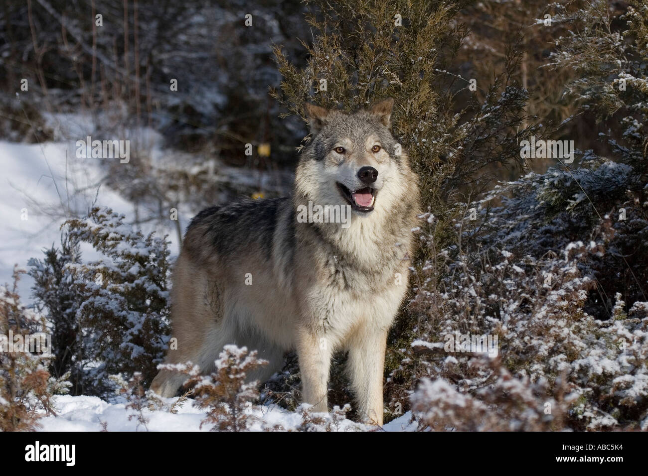 Wolf in winter scenery Stock Photo - Alamy