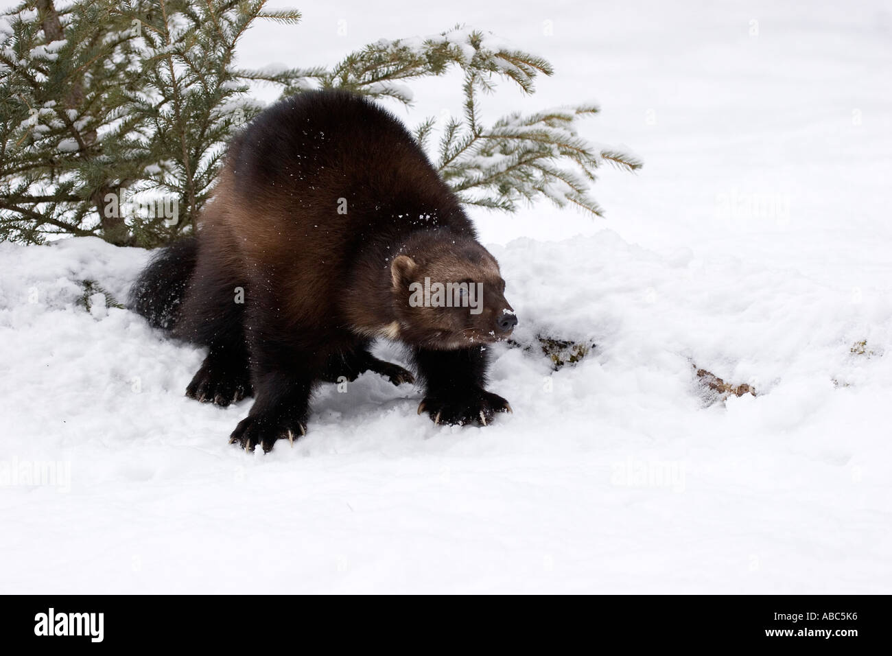 Wolverine claws hi-res stock photography and images - Alamy