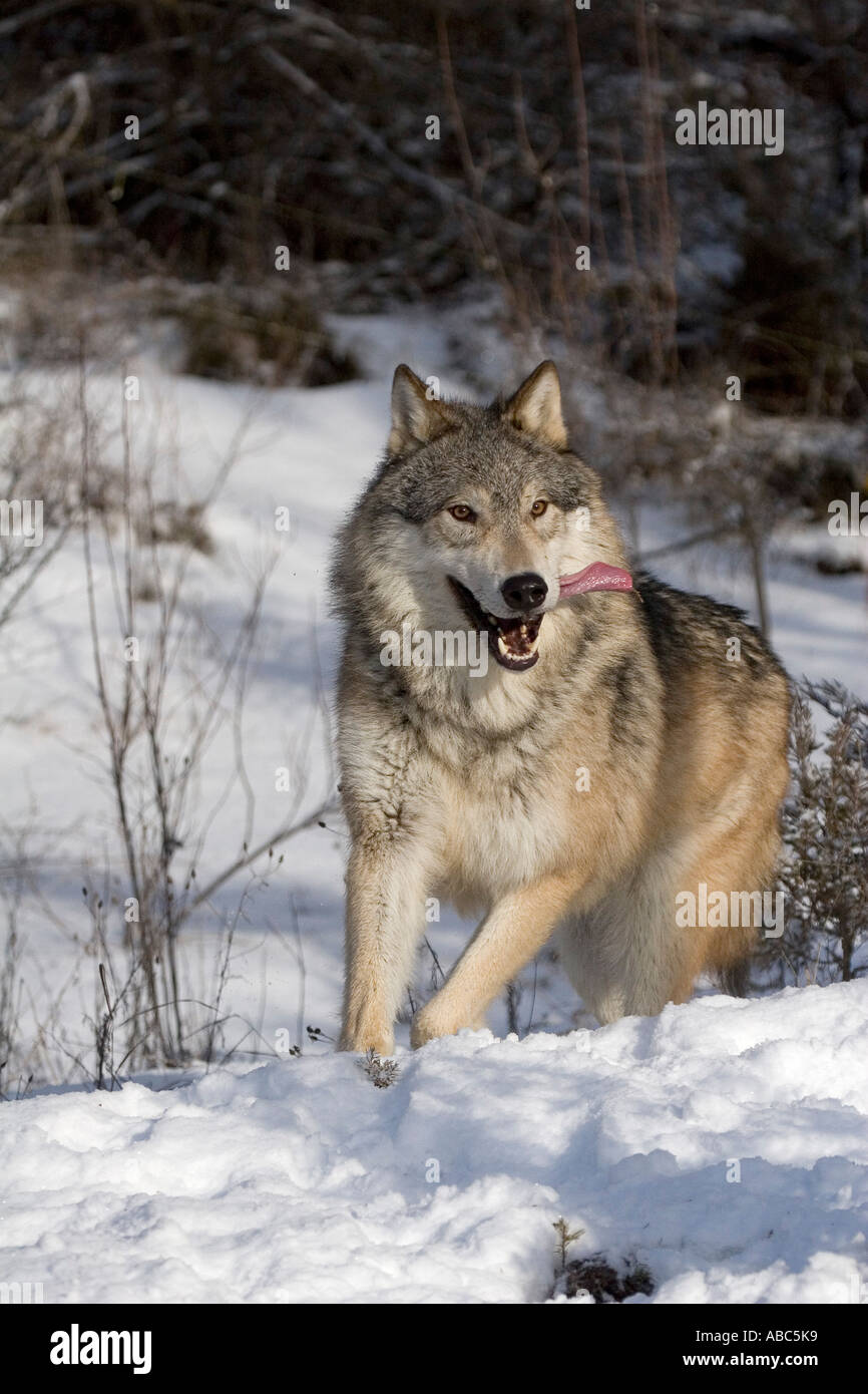 Chasing wolf in winter Stock Photo - Alamy