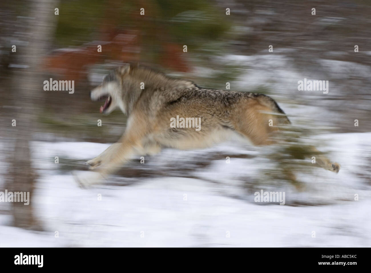 Wolf chasing animals hi-res stock photography and images - Alamy