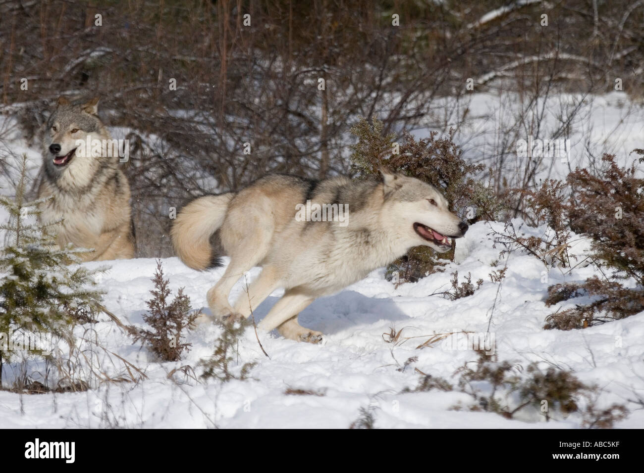Wolf chasing animals hi-res stock photography and images - Alamy