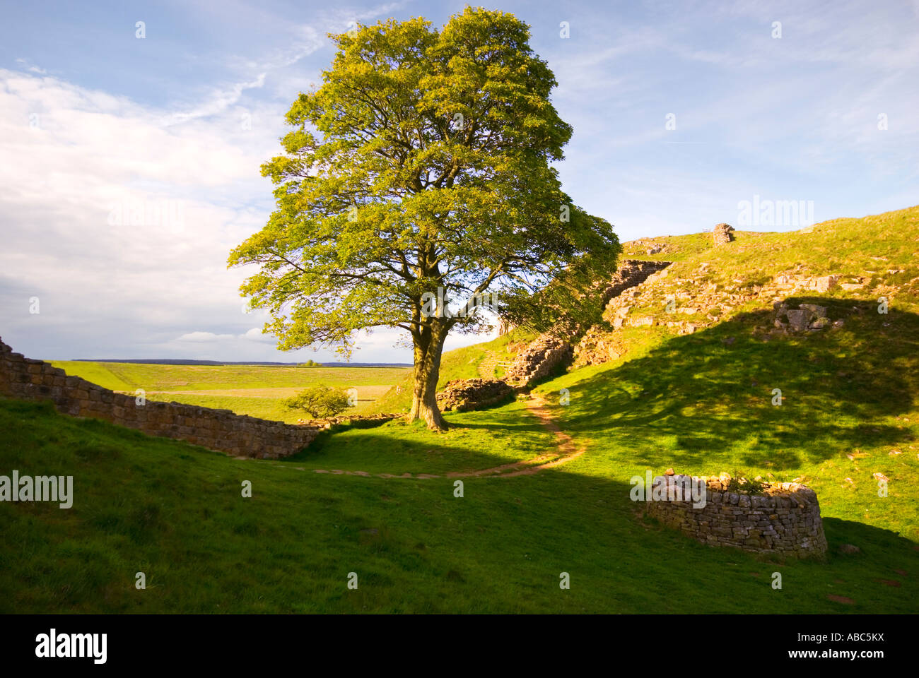 Sycamore Tree at Hadrians Wall Stock Photo - Alamy