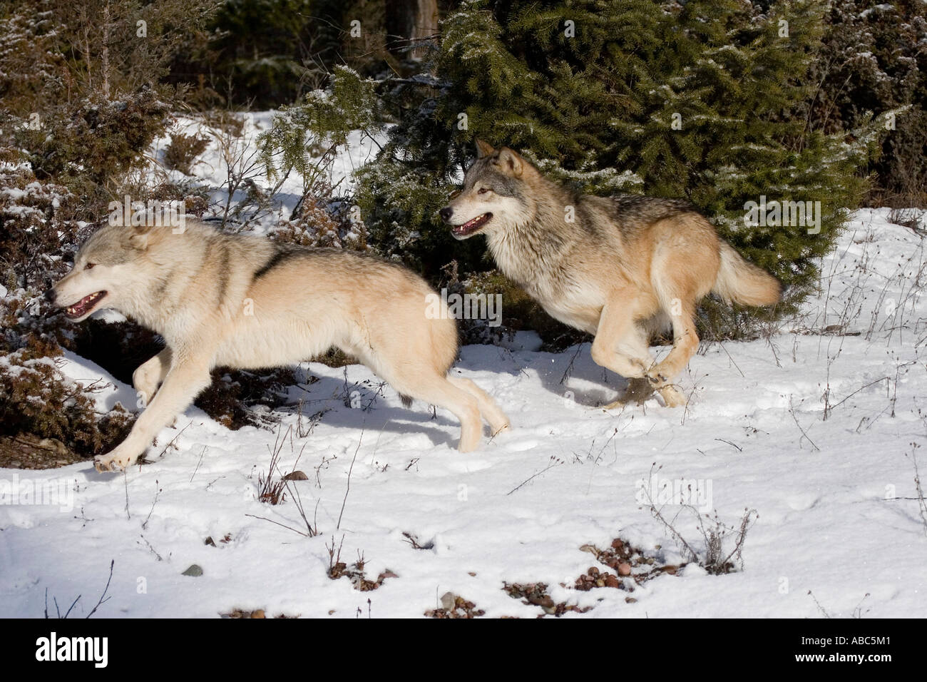 Wolf chasing animals hi-res stock photography and images - Alamy