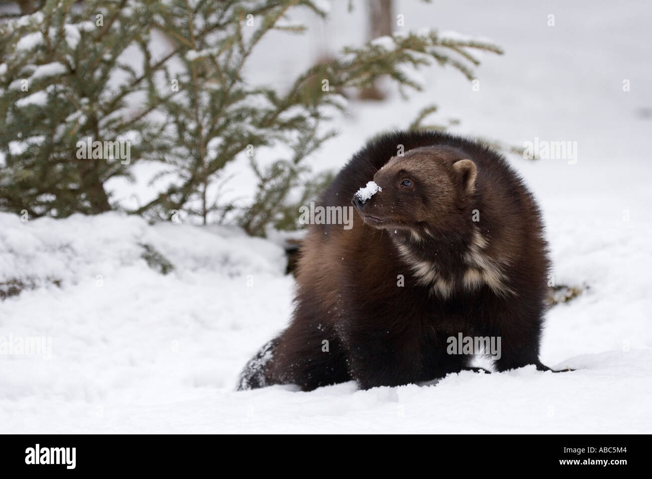 Wolverine in winter Stock Photo - Alamy