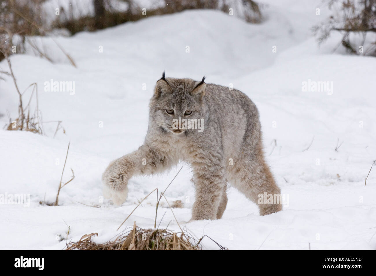 Lynx paws hi-res stock photography and images - Alamy