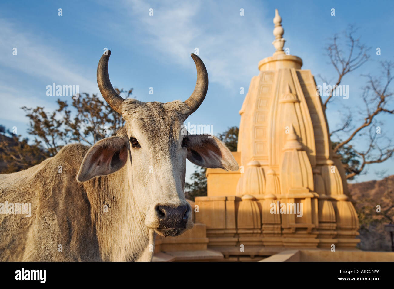 Holy cow hi-res stock photography and images - Alamy