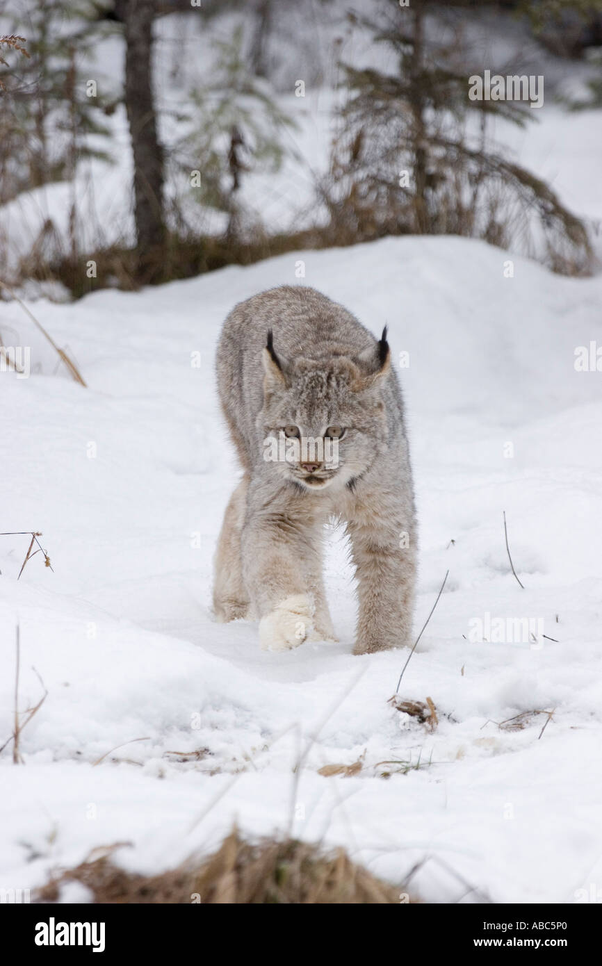 Canadian lynx in winter with white paws Stock Photo - Alamy