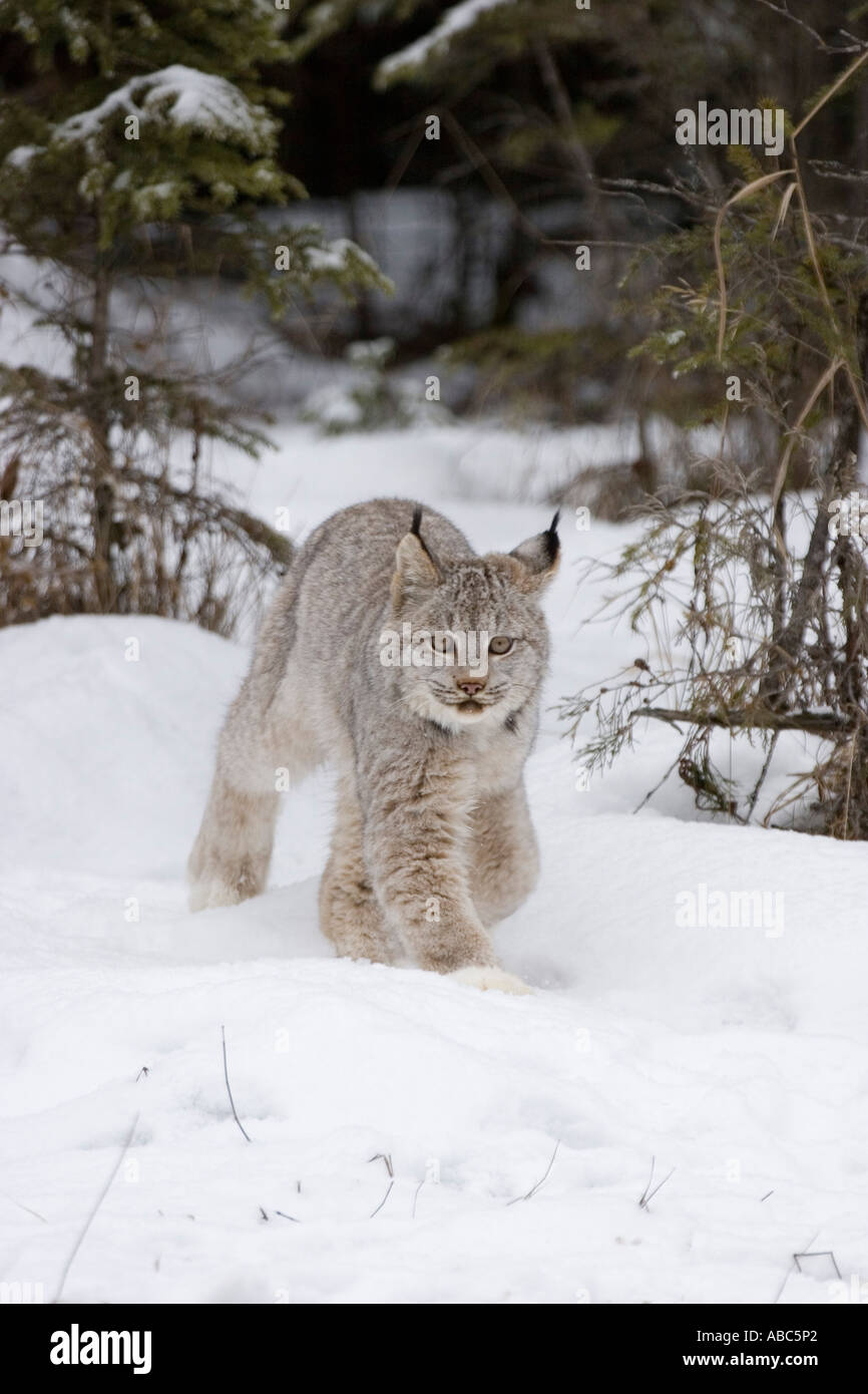 Lynx trail hi-res stock photography and images - Alamy