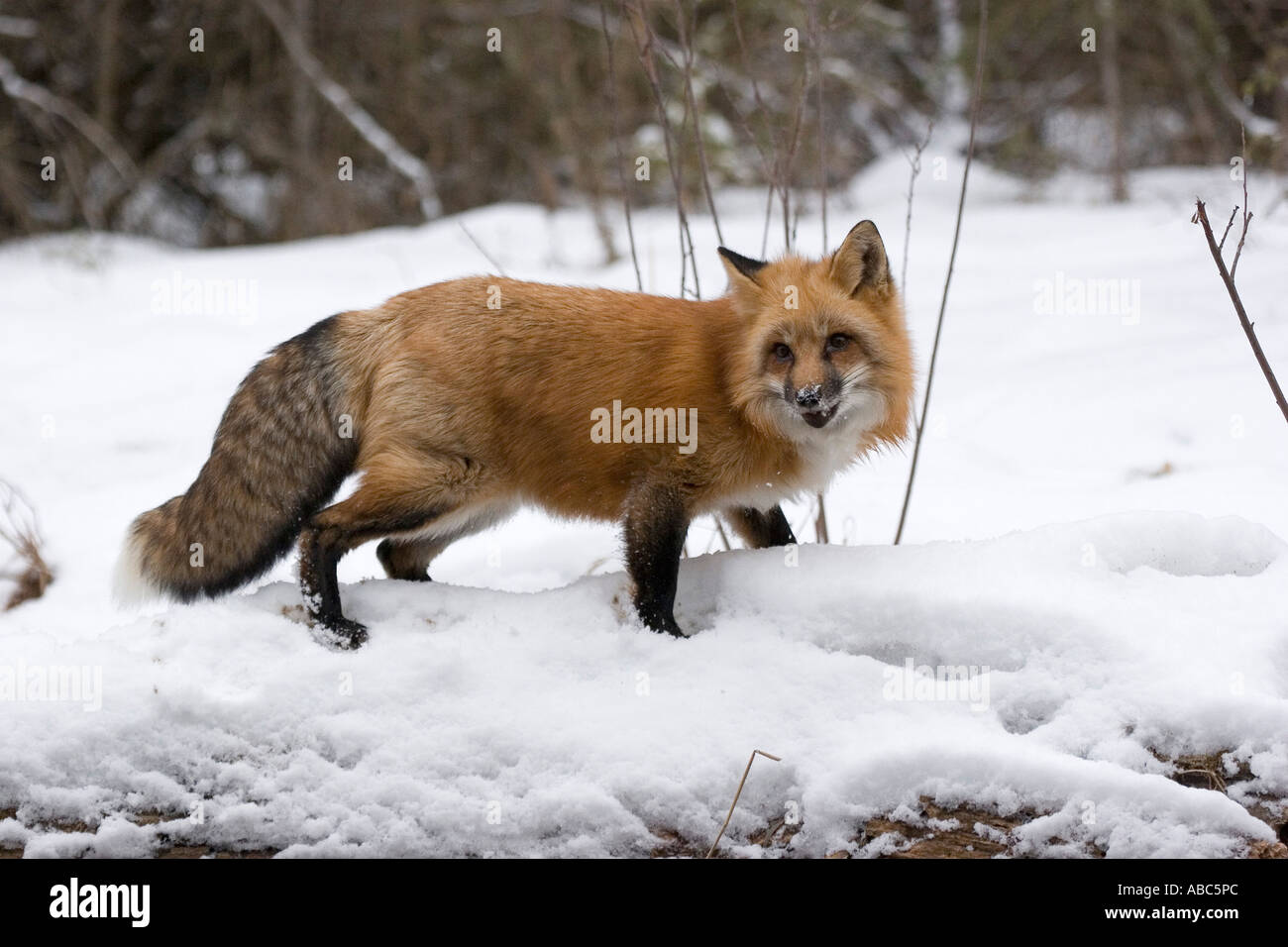 Red fox in snow Stock Photo - Alamy
