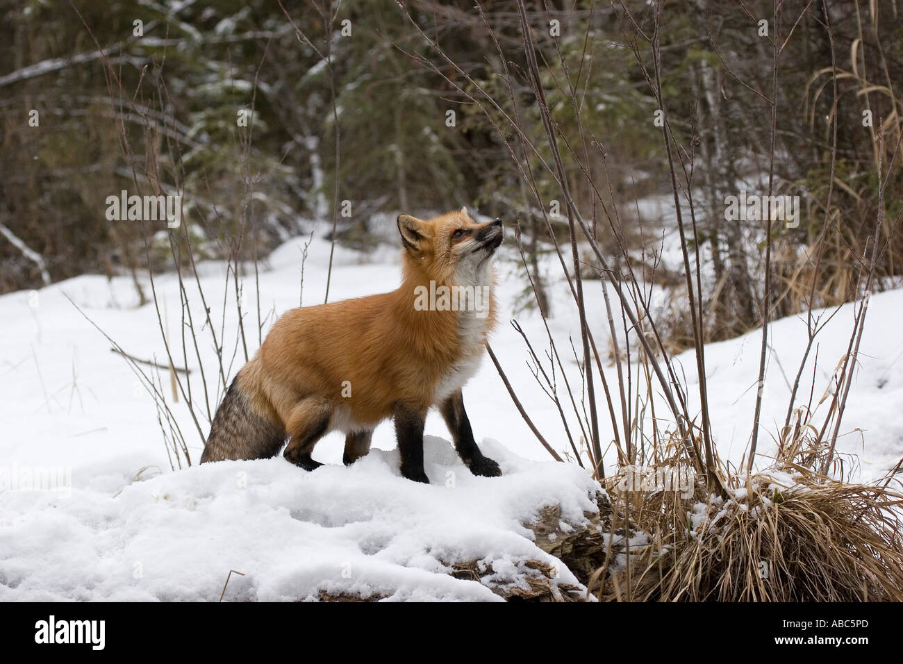 Red fox sniffing at a bush Stock Photo - Alamy