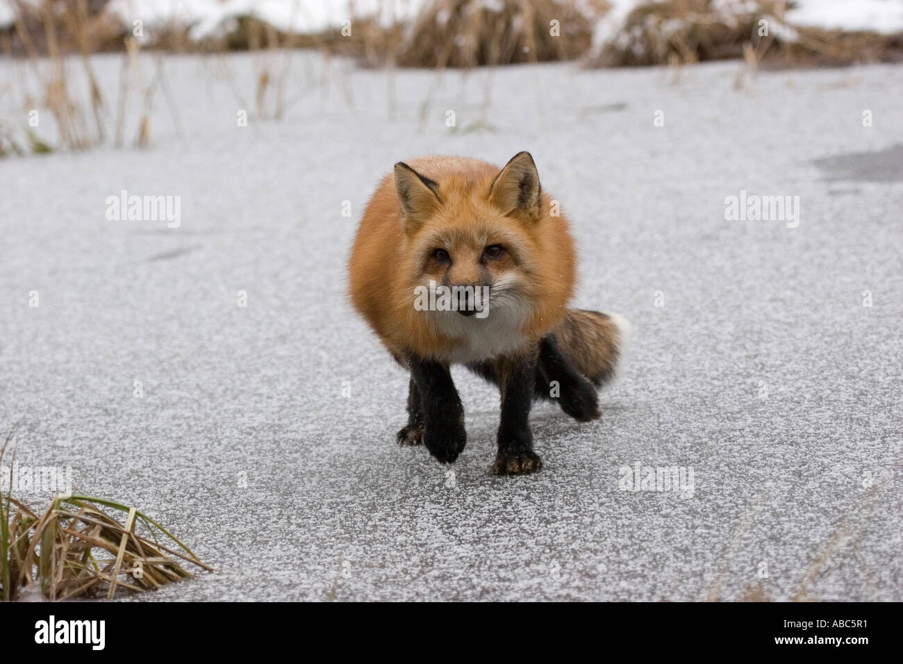 Red fox walking over a frozen river Stock Photo - Alamy