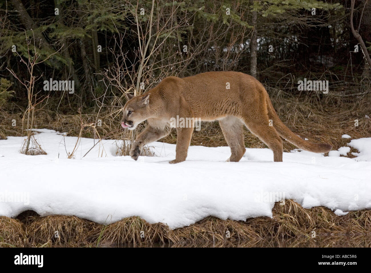Cougar puma mountain lion puma concolor felis concolor in snow hi-res ...