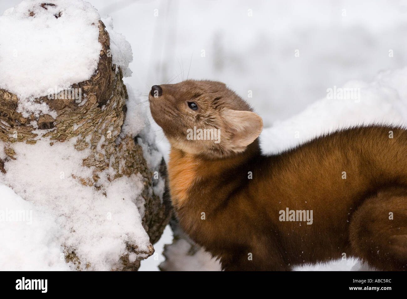American marten in snow hi-res stock photography and images - Alamy