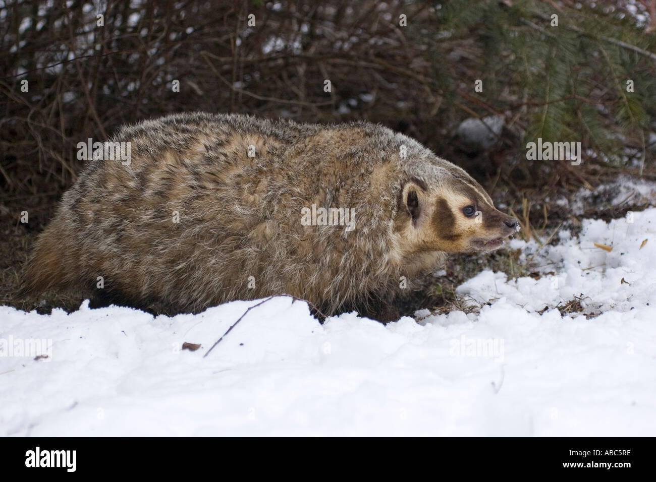 American badger snow hi-res stock photography and images - Alamy