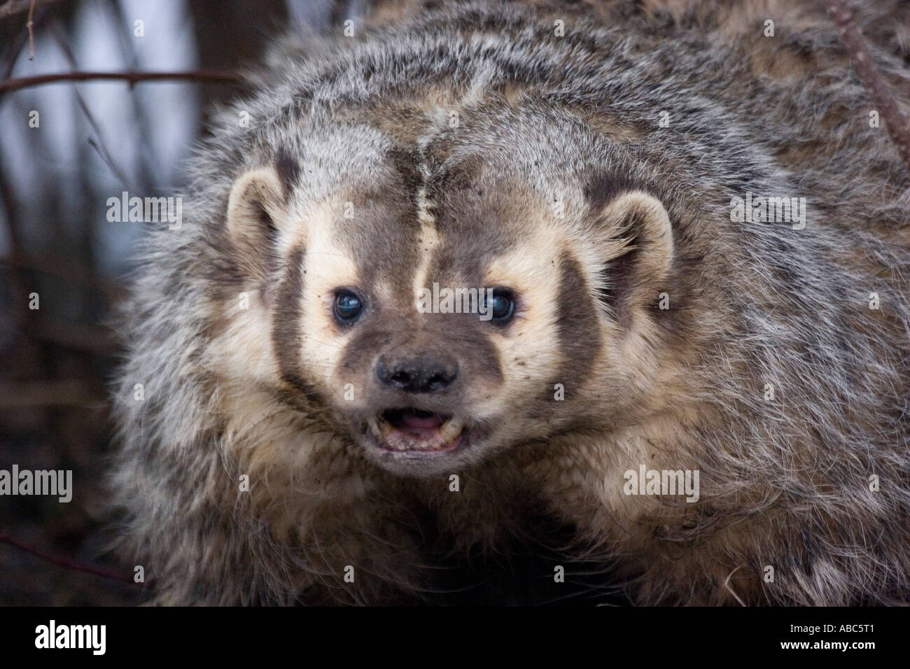 American Badger In Snow High Resolution Stock Photography and Images ...