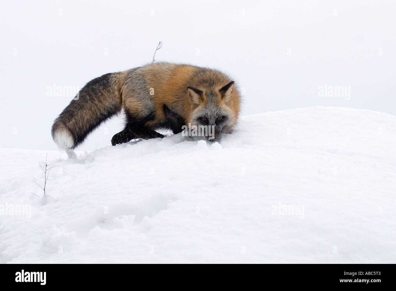 Crossfox hi-res stock photography and images - Alamy