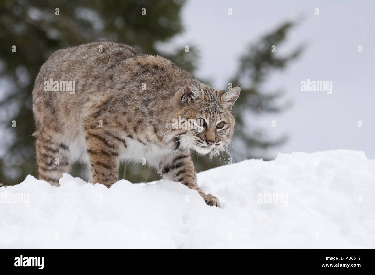 Bobcat in the snow Stock Photo - Alamy