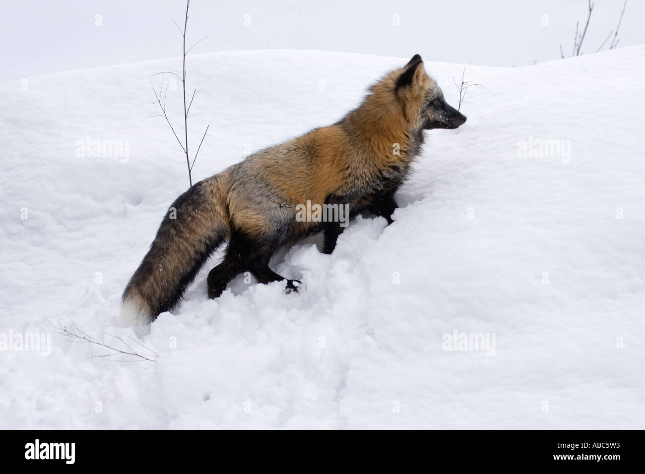 Crossfox hi-res stock photography and images - Alamy