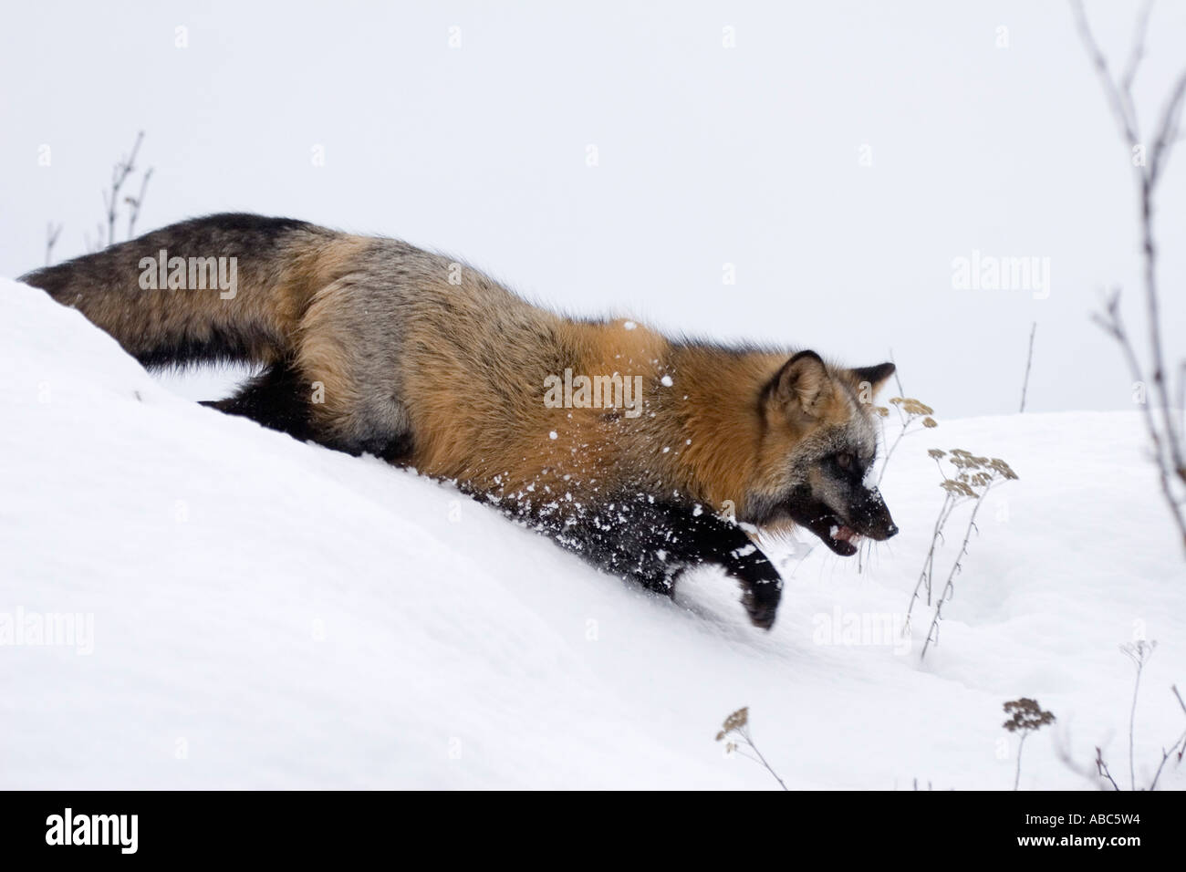 Crossfox hi-res stock photography and images - Alamy