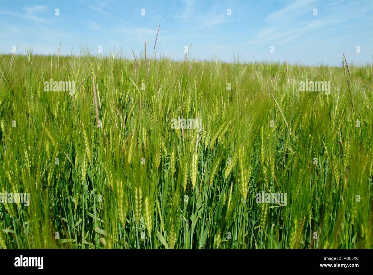 Field wheat waves in wind hi-res stock photography and images - Alamy