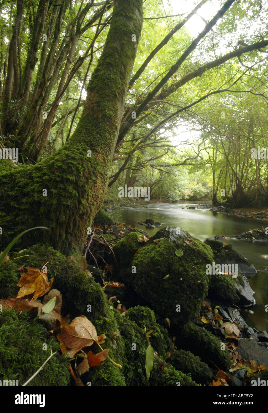 River bank and river teign hi-res stock photography and images - Alamy