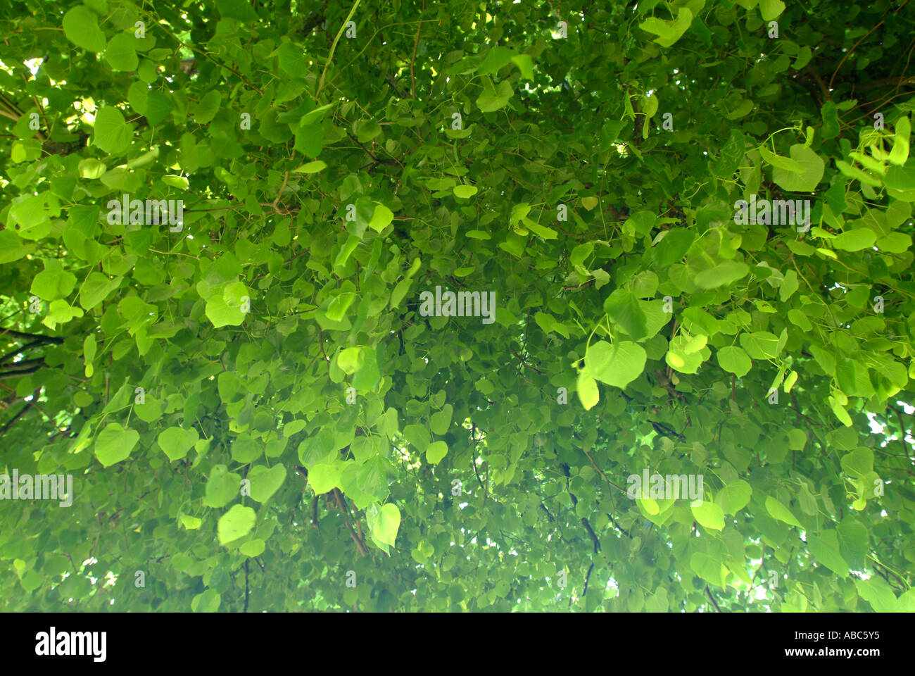 Luscious green foliage in soft backlight Stock Photo - Alamy