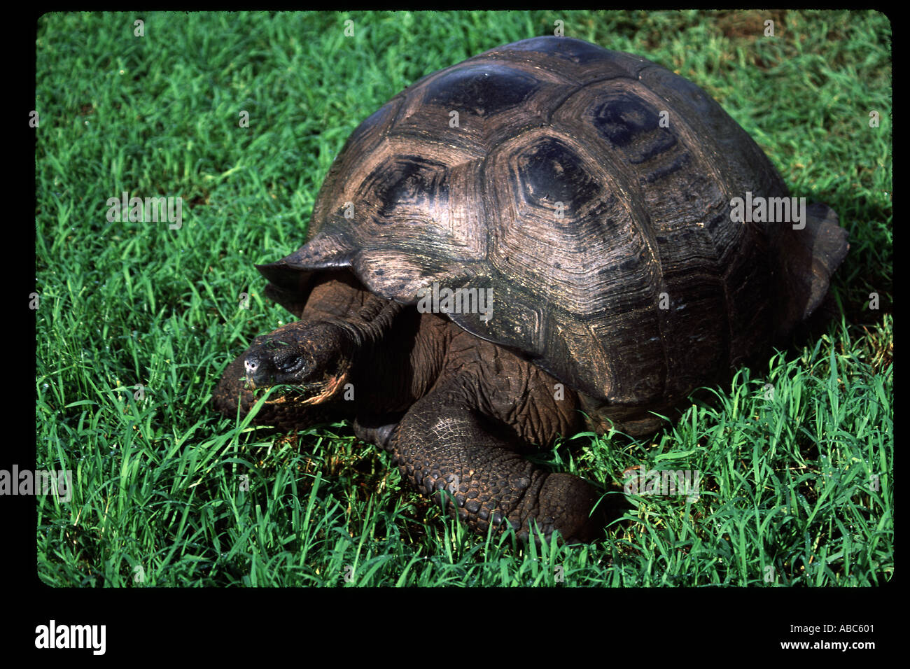 Tortise hi-res stock photography and images - Alamy