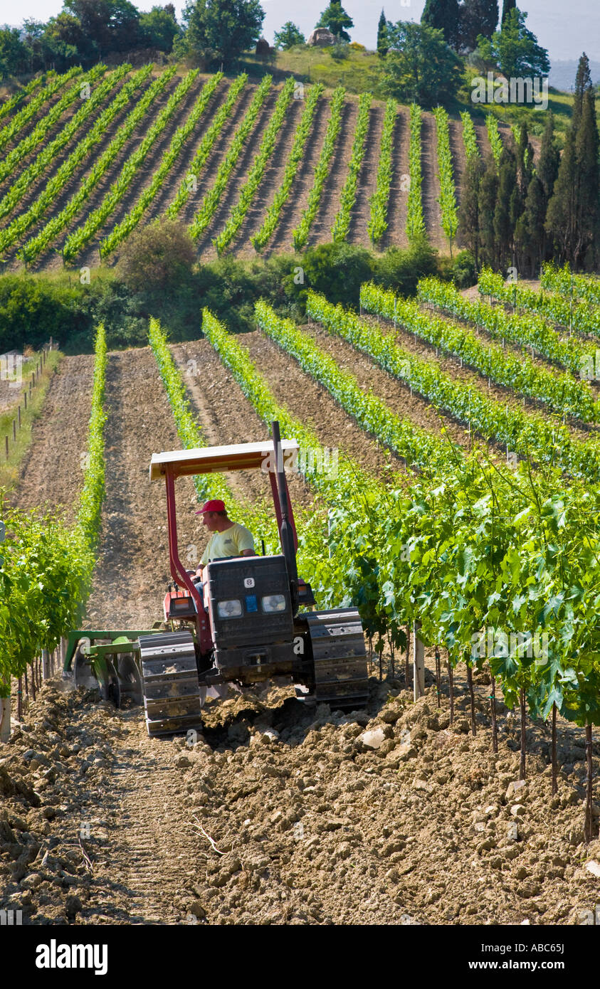 Wine growing & rows of vines. Fiatagri Farm tractor working in ...