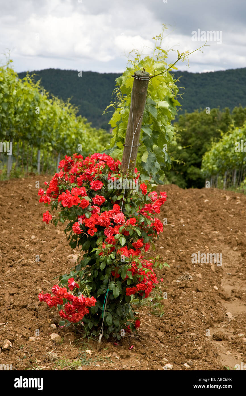 Italian wine growing & rows of Vines groves & roses, which are ...