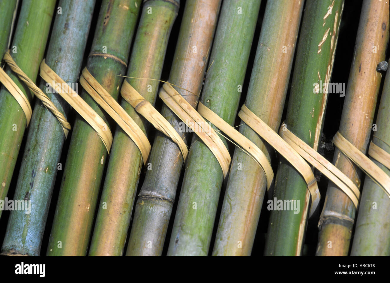 What Is The Bamboo And Cane at Kenton Williams blog