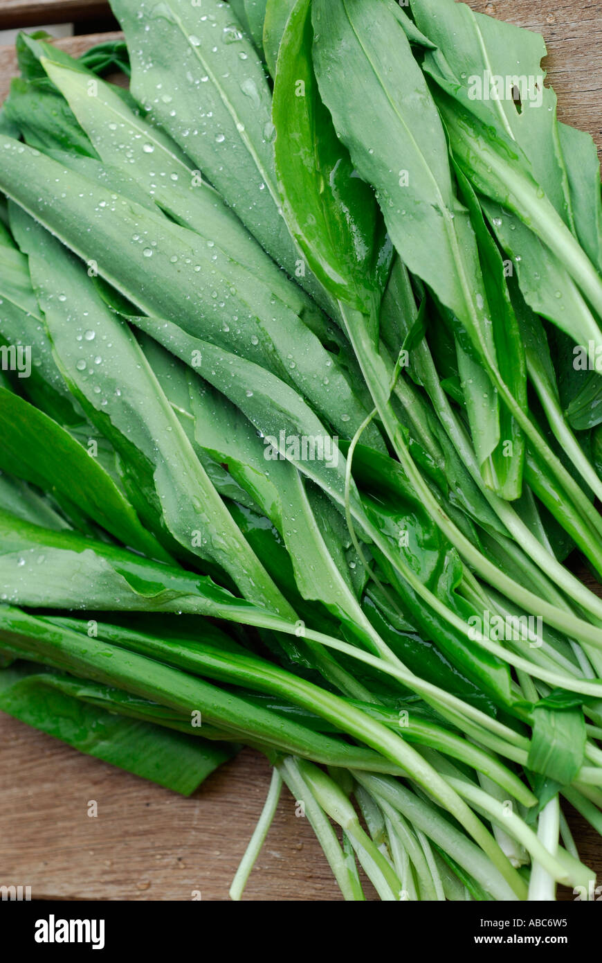 Allium ursnium hi-res stock photography and images - Alamy