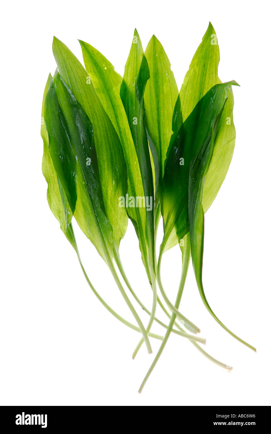 Allium ursnium hi-res stock photography and images - Alamy