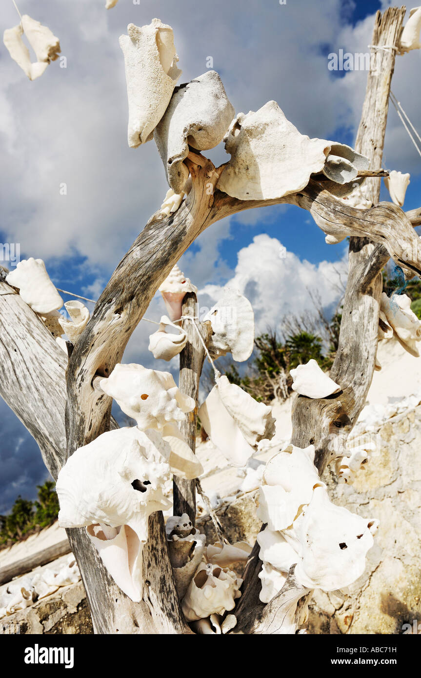 dead tree with shells on the beautiful white sand beach of cozumel ...