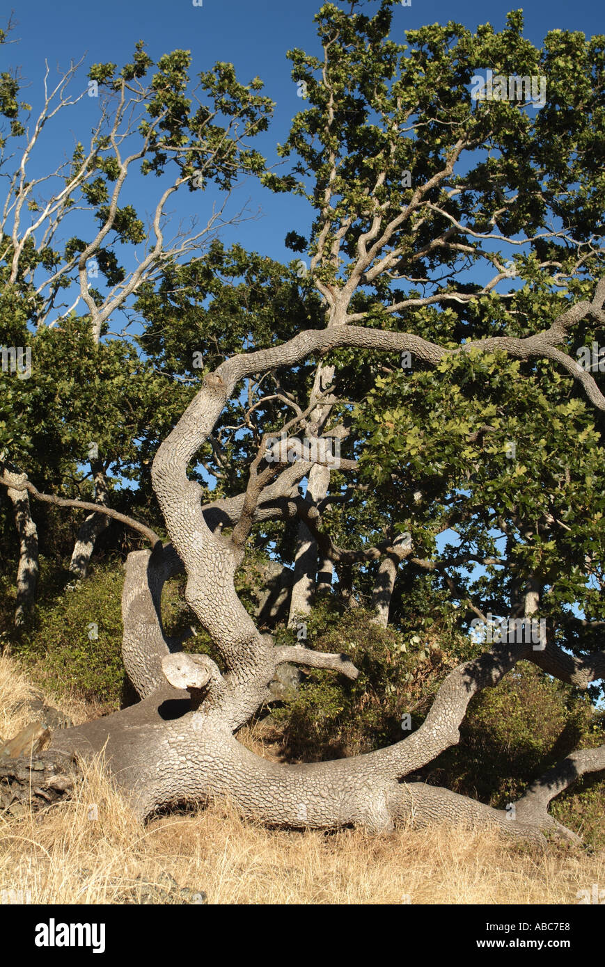 Garry Oak tree Quercus garrayanna Pipers Lagoon Park Nanaimo Vancouver ...