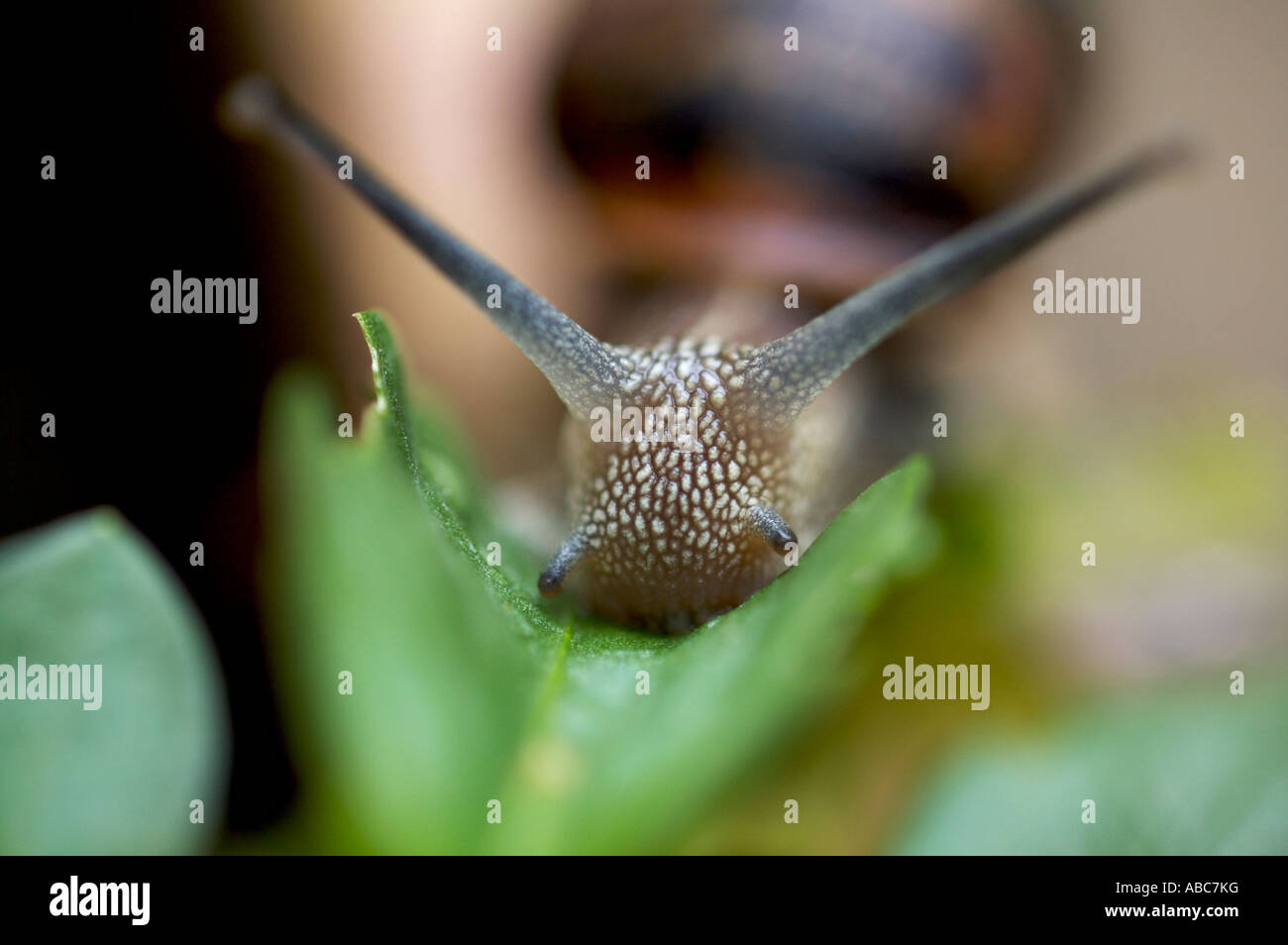 Garden Snail, uk Stock Photo - Alamy
