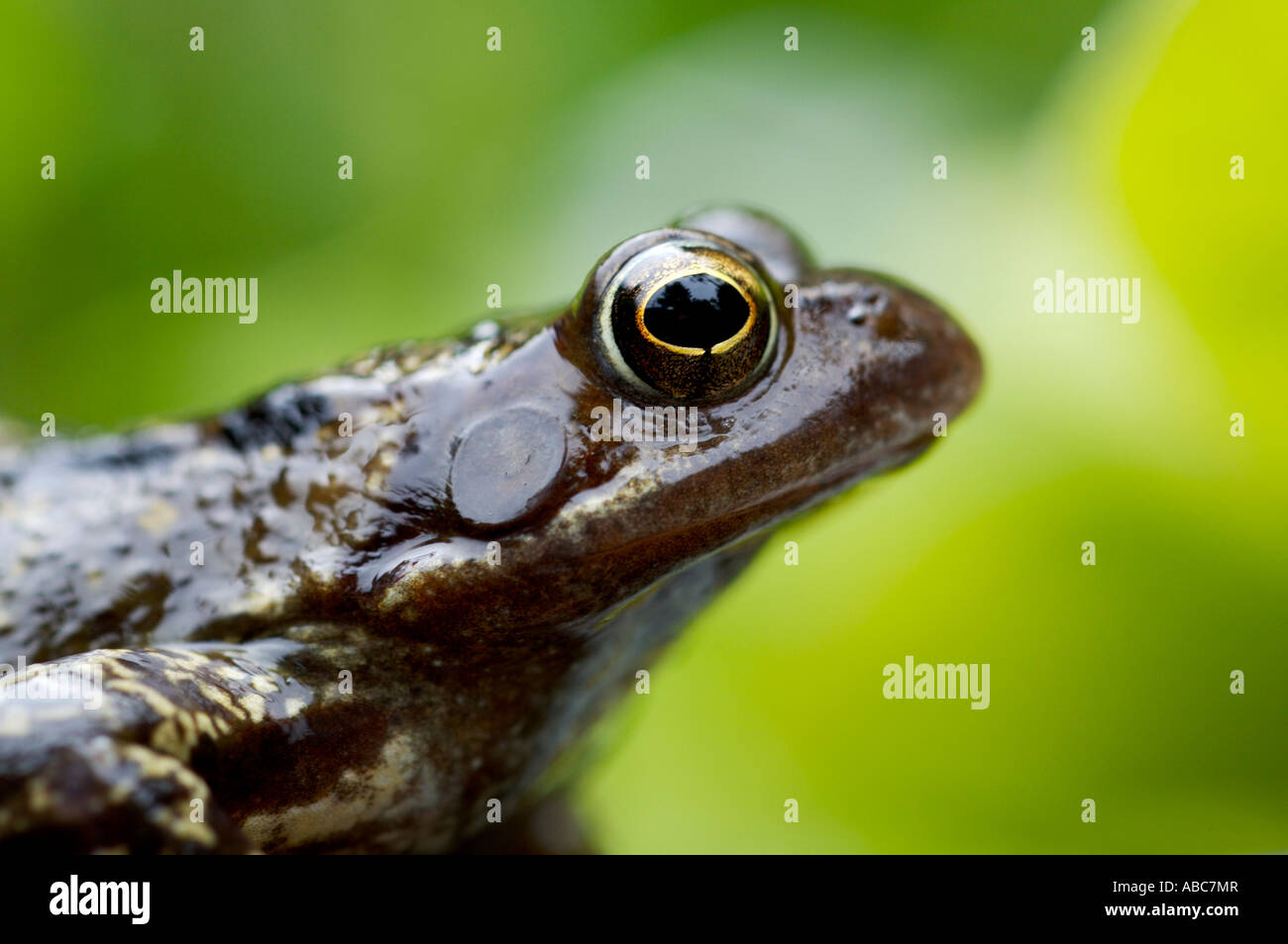 Common Frog, uk Stock Photo - Alamy