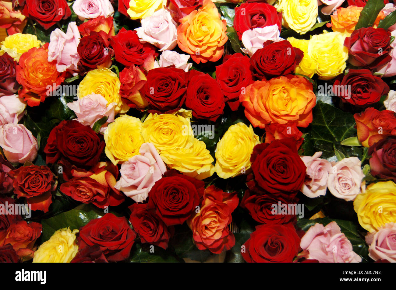 Rosebud details hi-res stock photography and images - Alamy