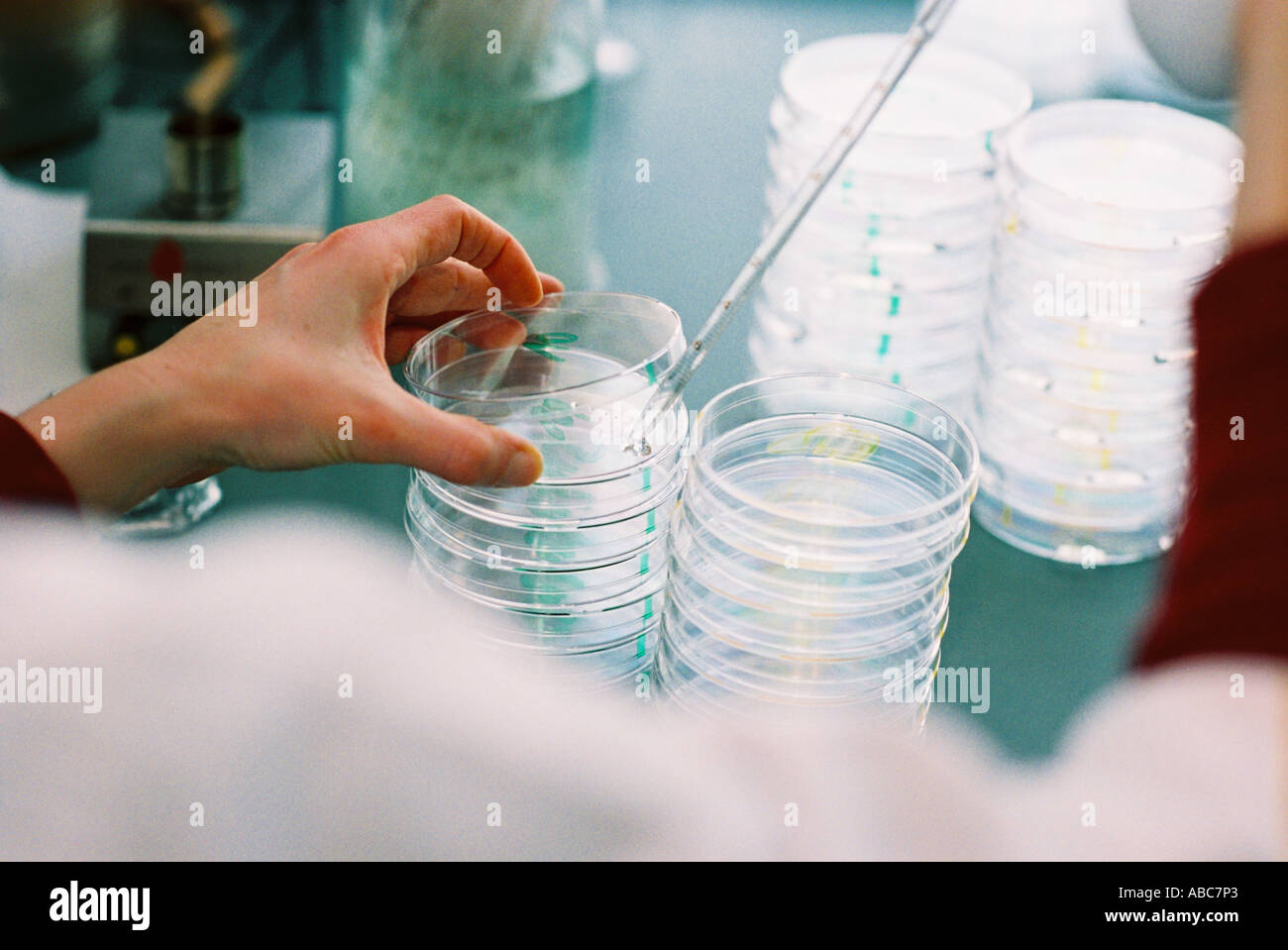 Pipette and object slide in a microbiological laboratory lab Stock ...