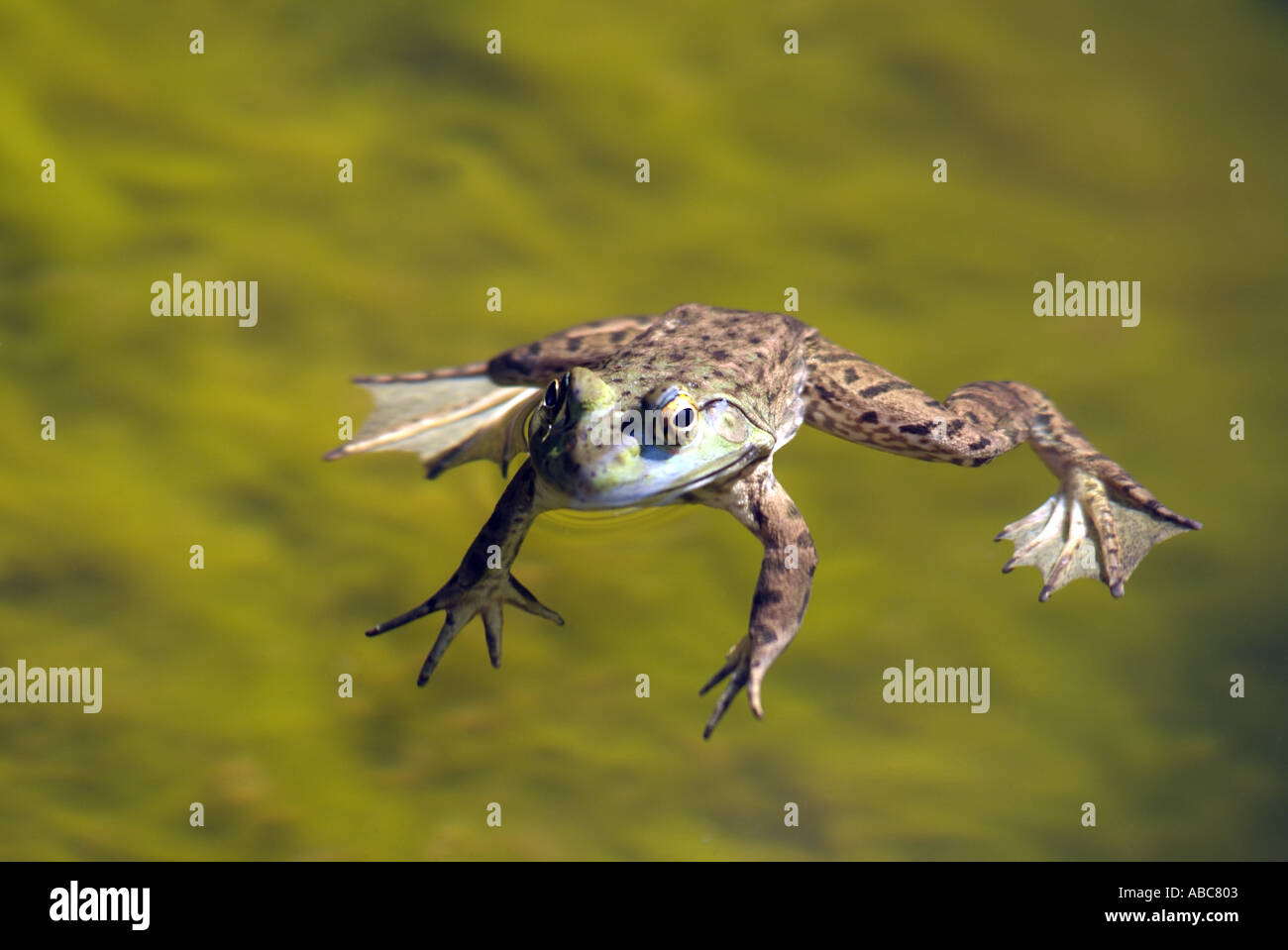 Red legged Frog Rana aurora Beban Park Nanaimo Vancouver Island British ...