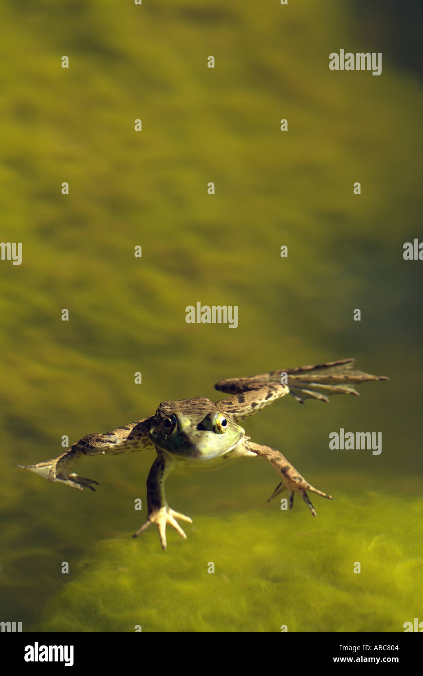 Red legged Frog Rana aurora Beban Park Nanaimo Vancouver Island British ...