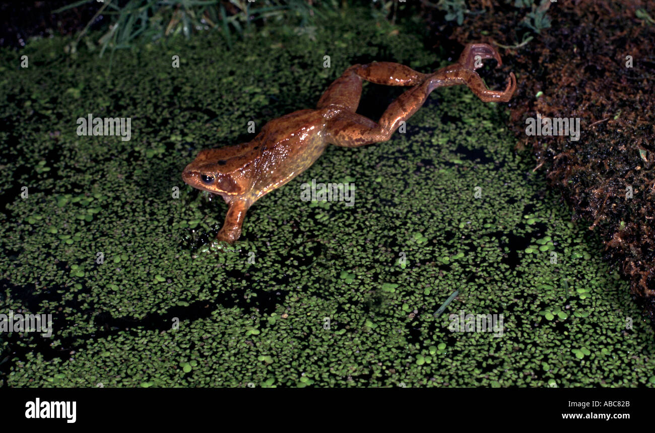 Common Frog Rana temporaria leaping into pond Stock Photo - Alamy