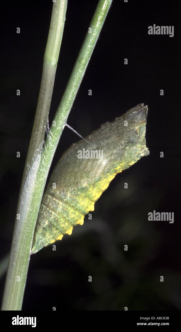 Swallowtail Butterfly Pupae Papilio Machaon Stock Photo - Alamy