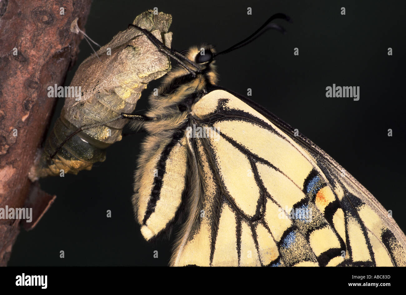 Swallowtail Butterfly hatched from Pupae Papilio Machaon Stock Photo ...