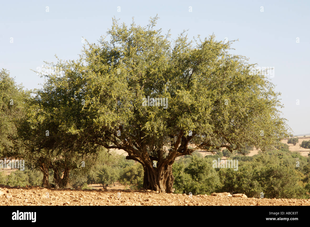Argan Tree with fruit Stock Photo - Alamy