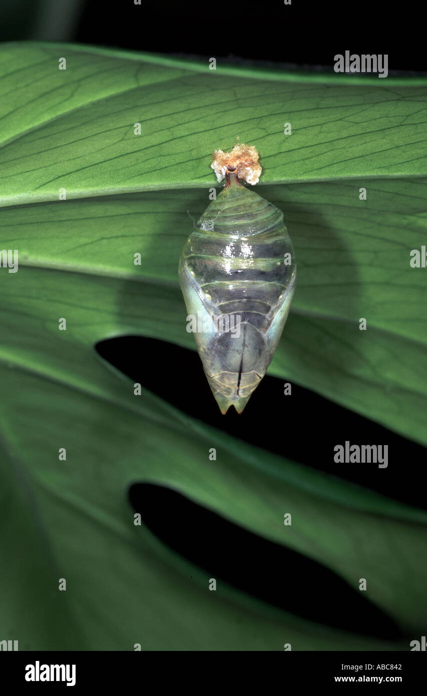 Morpho Peleides Butterfly Pupae hatching Stock Photo - Alamy