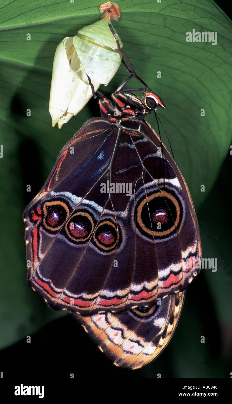 Blue morpho butterfly pupae hi-res stock photography and images - Alamy